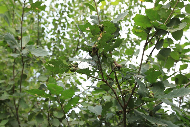 Oak tree acorn nut stock image. Image of forest, fall - 105498969