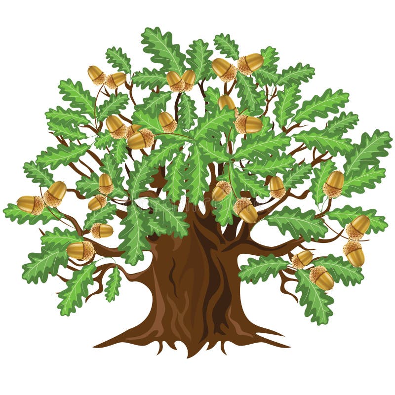 Vector oak tree stock vector. Illustration of apple, landscape - 23778533