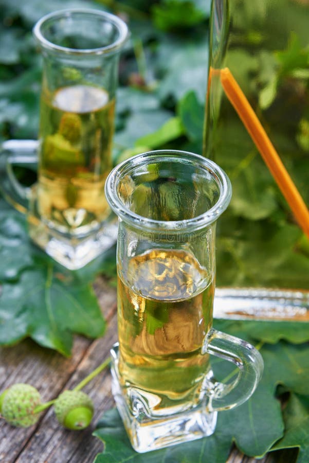 Oak tree alcohol stock photo. Image of acorn, leaf, brown - 79071650