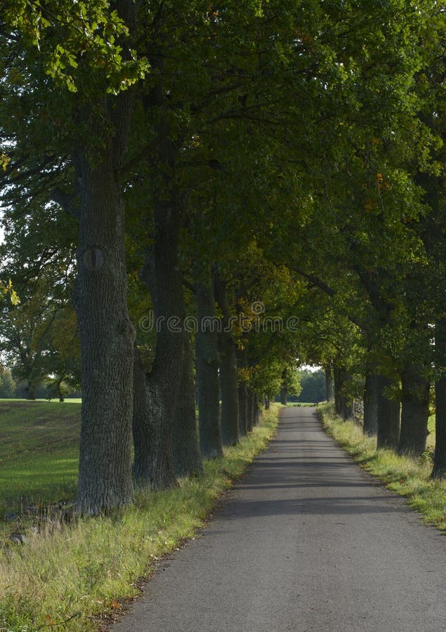 Oak tree alley stock image. Image of oaks, scandinavia - 22914681
