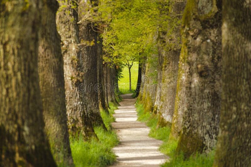Oak alley stock image. Image of rural, leaf, landscape - 21774851