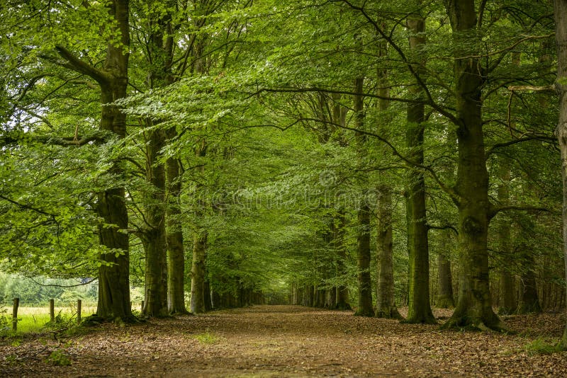 Oak tree alley with path stock image. Image of light - 43249083