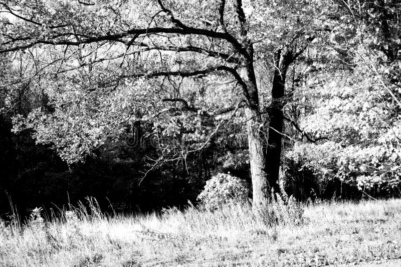 Oak Tree Alone in a Field in Black and White Stock Photo - Image of ...