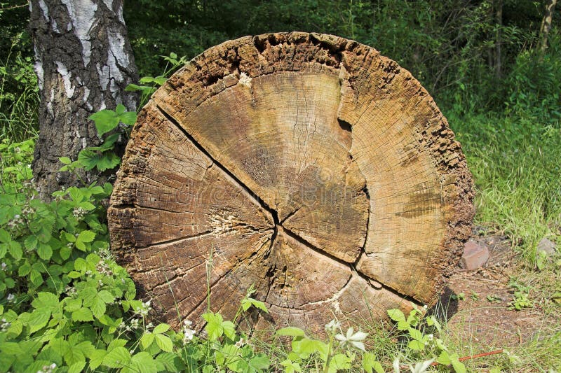 Oak Tree with Annual Rings stock photo. Image of great - 304494