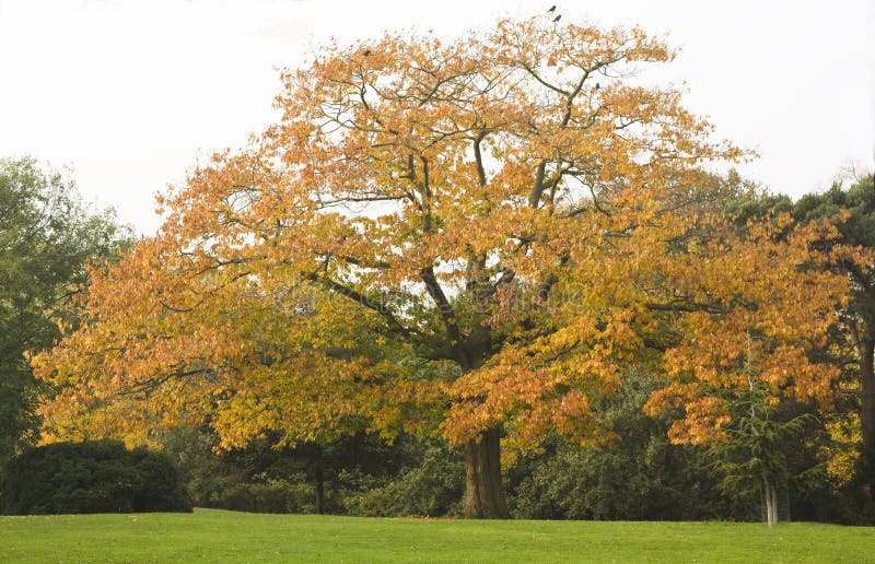 Oak Tree in Autumn stock photo. Image of autumn, colorful - 27309884 Oak Tree in Autumn stock photo. Image of autumn, colorful - 27309884