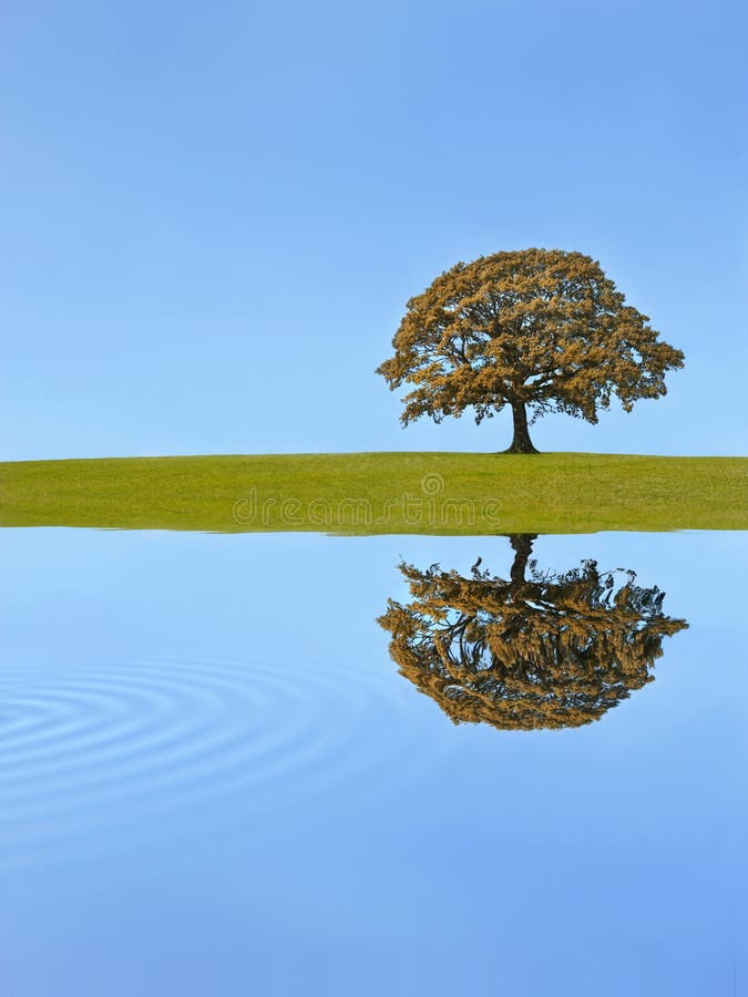 Oak Tree Reflection stock image. Image of oaks, grass - 6363227