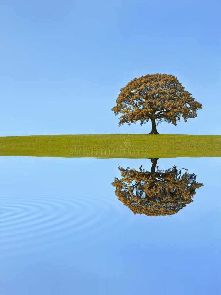 696,290 Tree Reflection Water Stock Photos - Free & Royalty-Free Stock ...