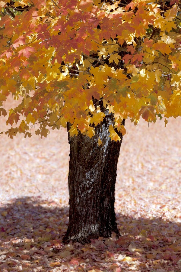 Oak Tree in Autumn stock image. Image of brown, outdoor - 37202519