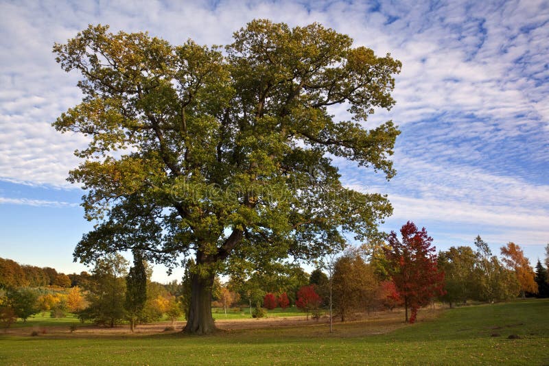 Oak Tree And Autumn Colors Stock Photo - Image: 17251520