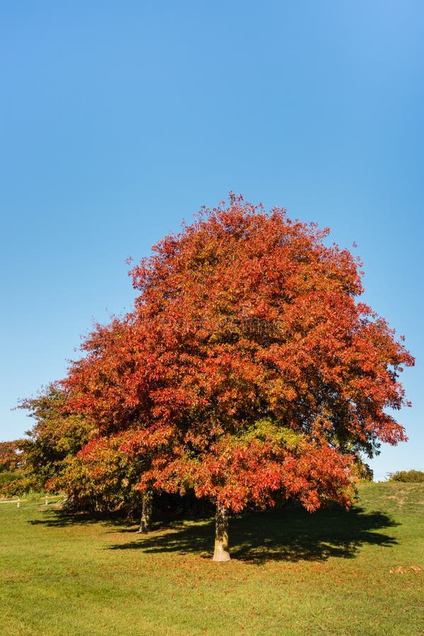 Oak Tree and Autumn colors stock photo. Image of calm - 17251520