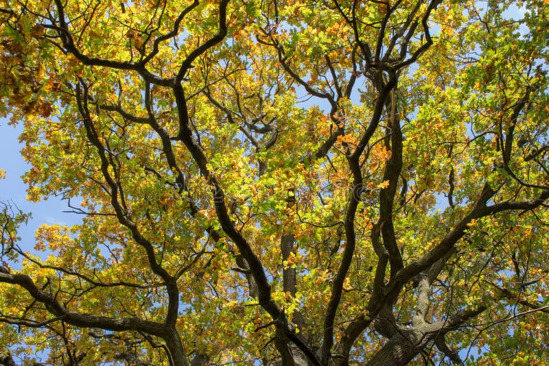 Oak tree in autumn stock image. Image of plant, fall - 231641497