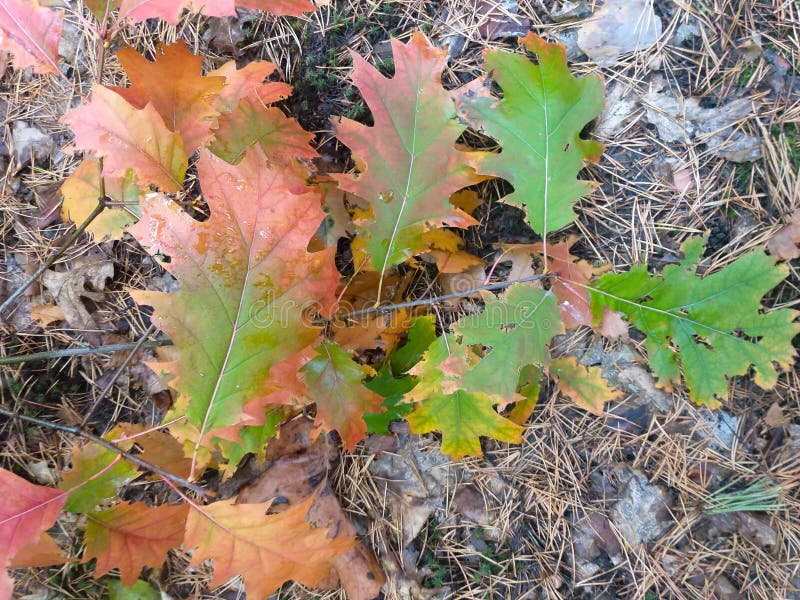 Oak Tree in the Autumn Forest Stock Photo - Image of yellow, woodland ...