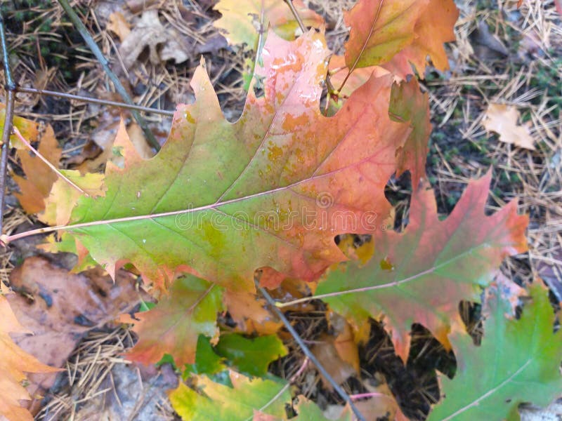Oak Tree in the Autumn Forest Stock Image - Image of fall, leaf: 305330043