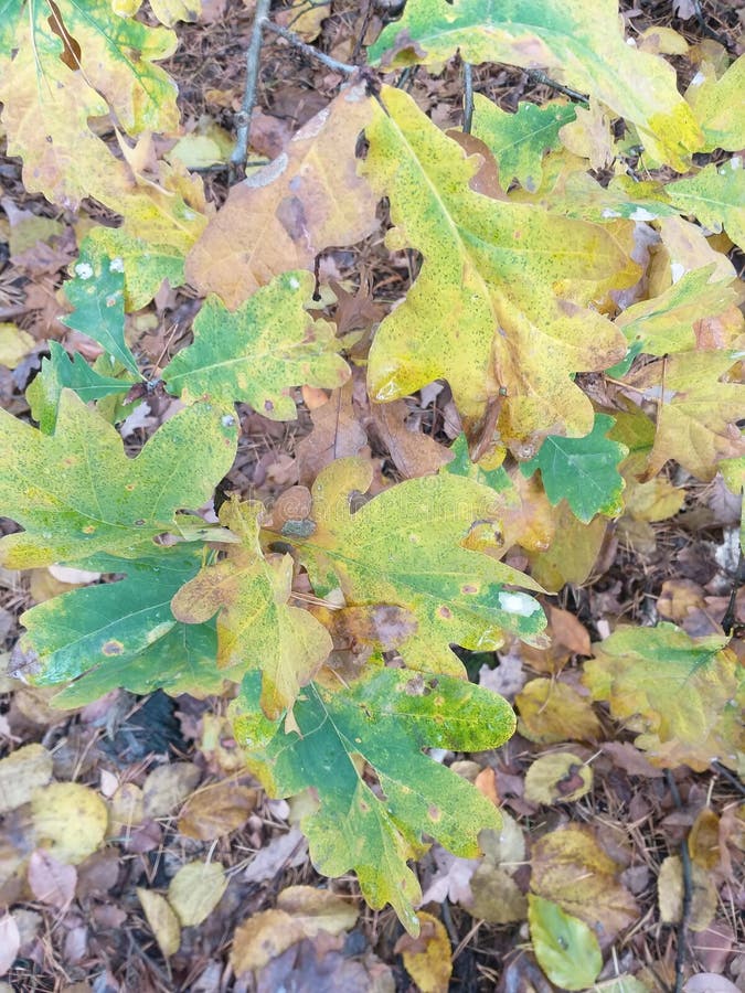 Oak Tree in the Autumn Forest Stock Image - Image of forest, park ...