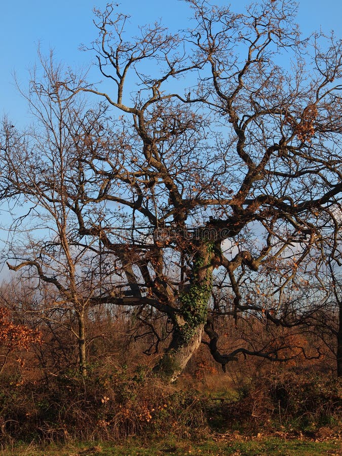 Oak tree stock image. Image of forest, natural, autumn - 36551879