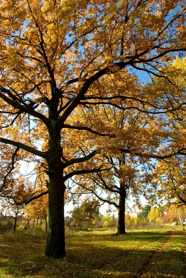 Oak tree autumn park stock photo. Image of shadow, light - 16700218