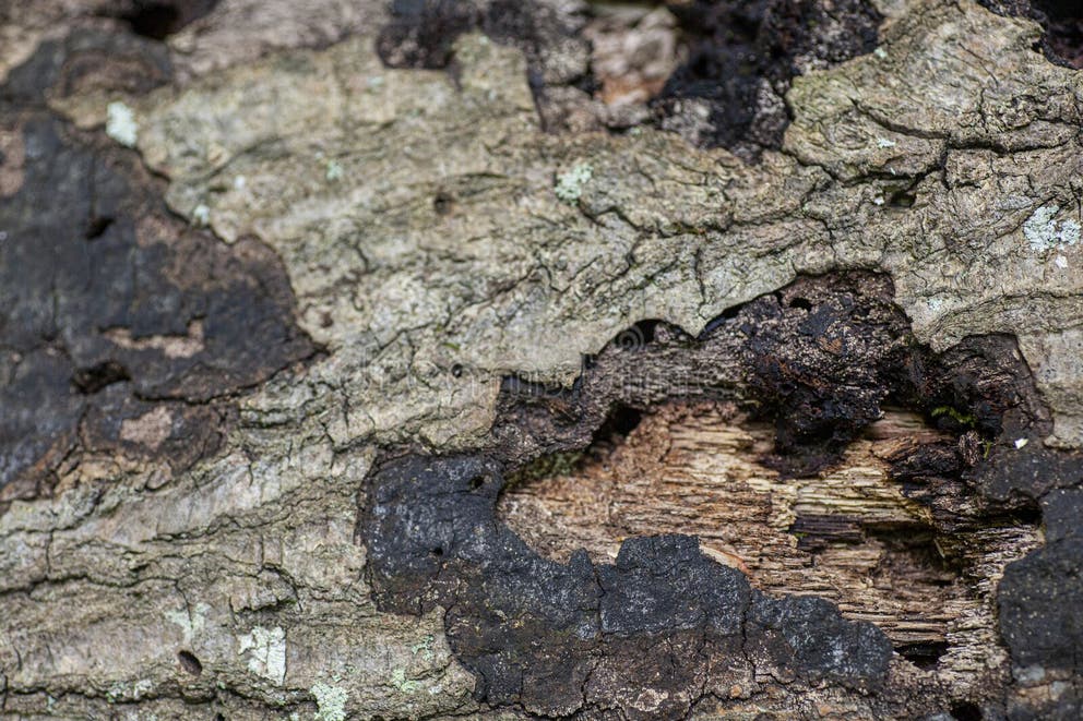 Oak Tree Back Rough Background. Stock Image - Image of closeup, grunge ...