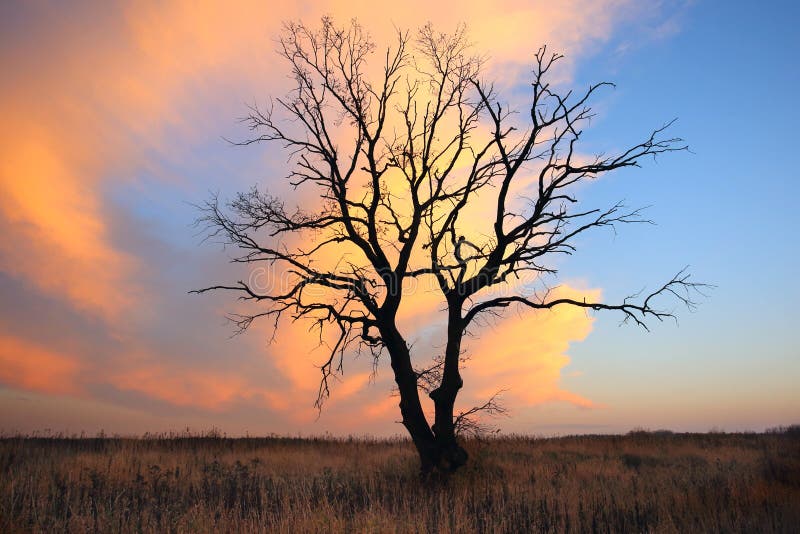 Oak Tree on the Background of the Evening Sky Stock Photo - Image of ...