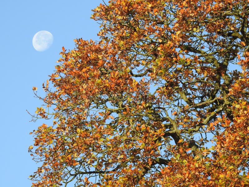 An Oak Tree in the Background of the Moon at Sunrise Stock Photo ...
