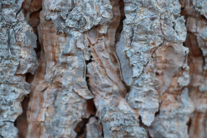 Tree bark background stock photo. Image of material - 179221182
