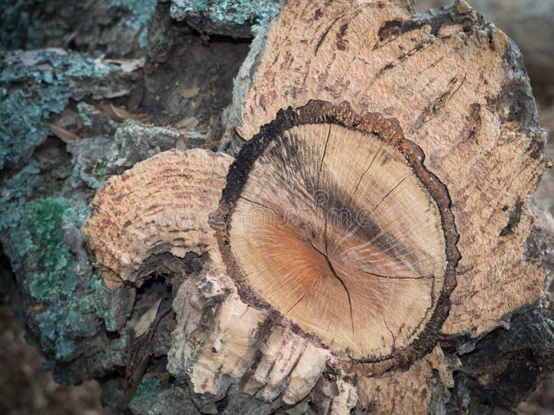 Oak tree bark stock photo. Image of cork, materials - 129079446