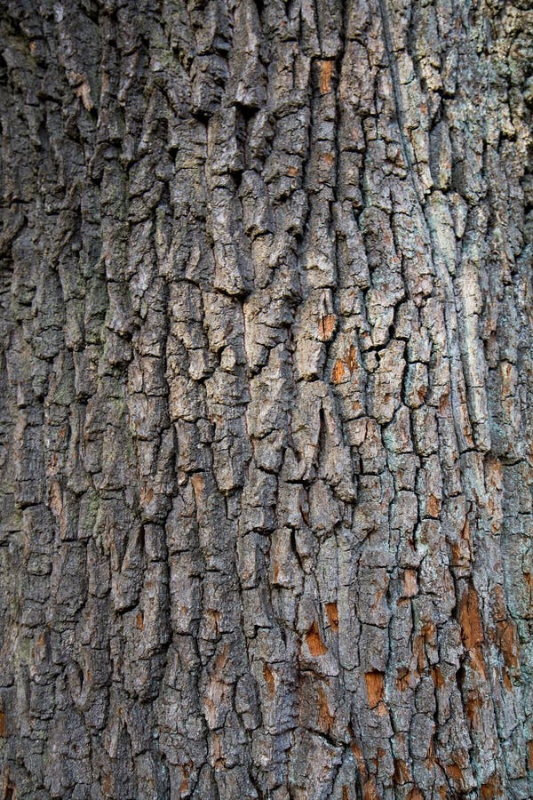 Oak tree bark stock photo. Image of background, fall - 250256184