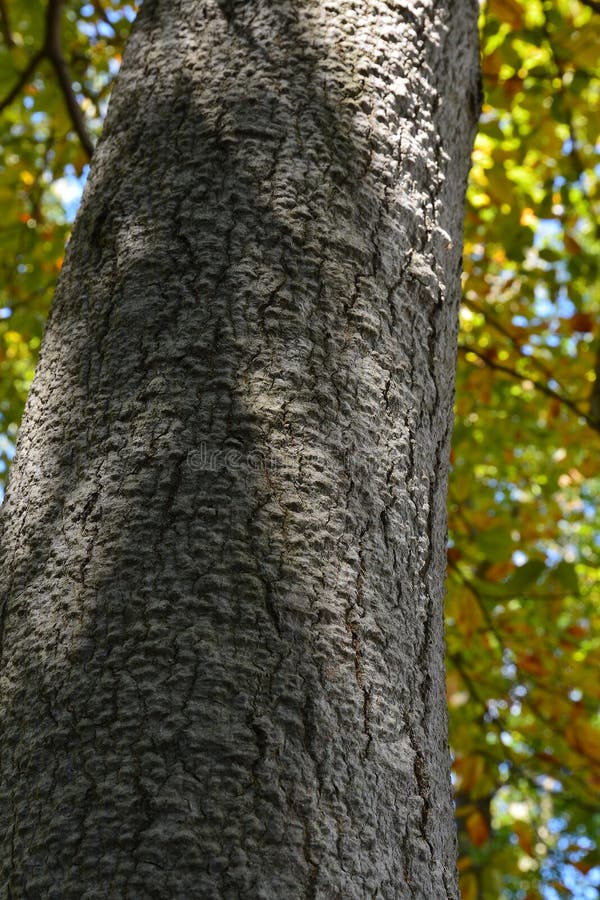 Oak tree bark closeup stock image. Image of aging, colorful - 40537147