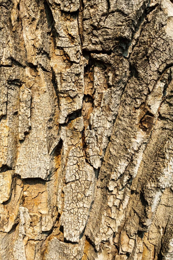 Oak Tree Bark Creates a Beautiful Background Texture Stock Image ...