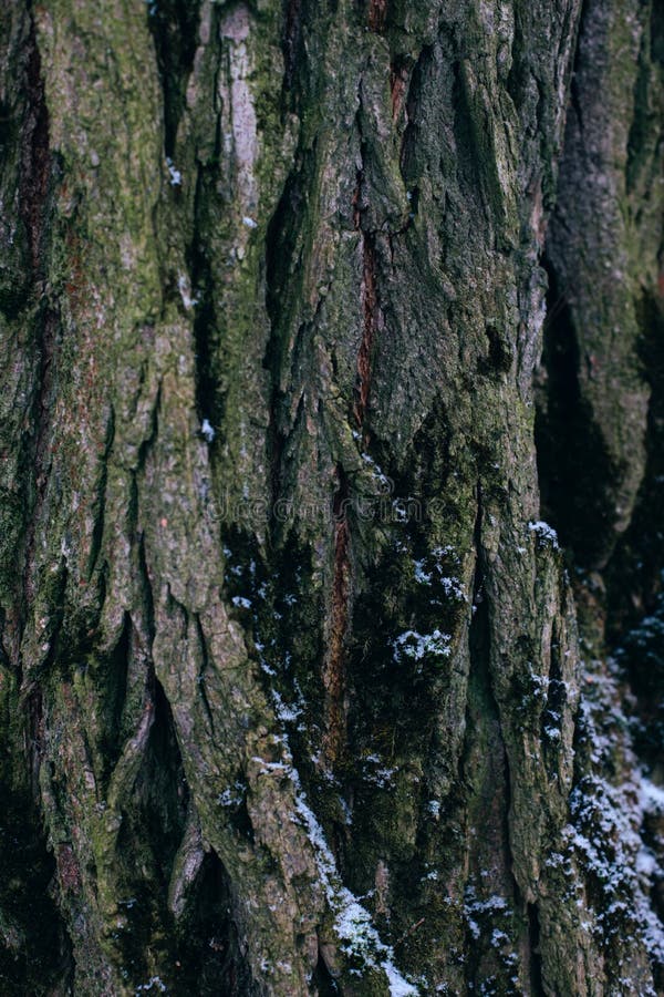Oak Tree Bark with Green Moss. Natural Background Stock Image - Image ... Oak Tree Bark with Green Moss. Natural Background Stock Image - Image ...