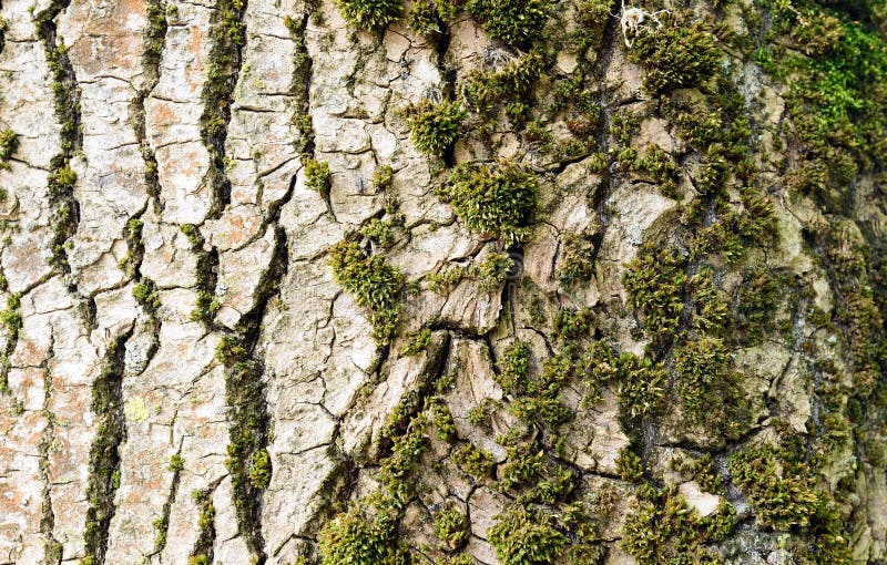 Half Grown Oak Tree Stock Photos - Free & Royalty-Free Stock Photos ...