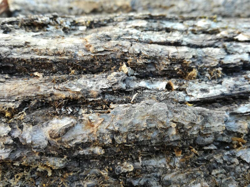 An Oak Tree Bark in a Lateral Position Stock Photo - Image of nature ...
