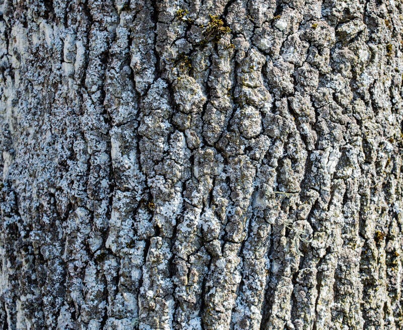 Oak Tree Bark Nature Wooden Stock Photo - Image of material, pattern ...