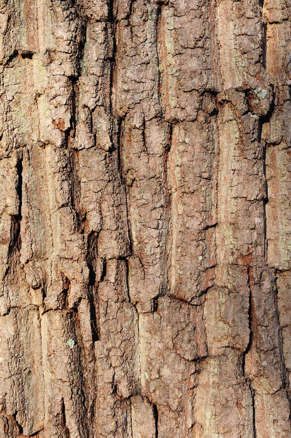 Oak Tree Bark Texture Royalty Free Stock Image Image