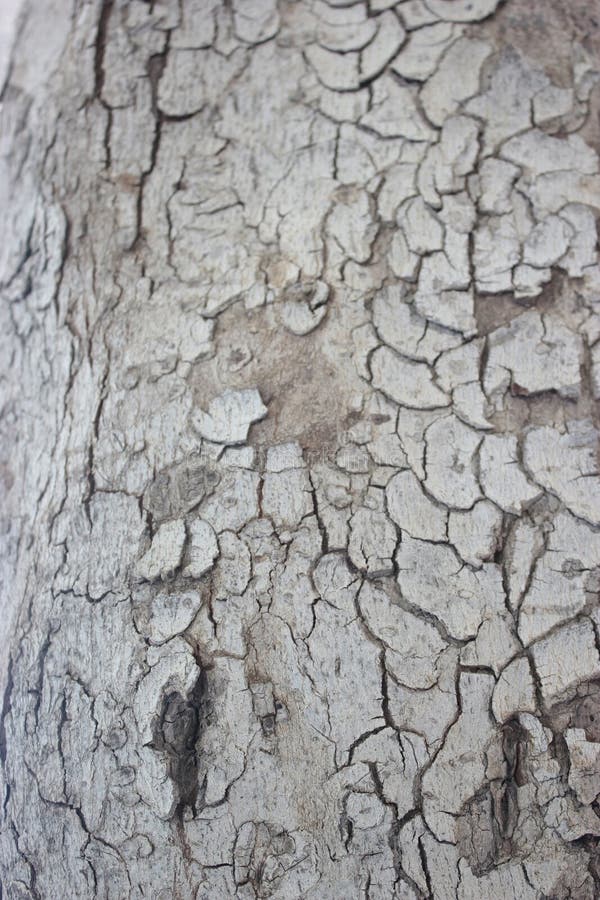 Oak Tree Bark Texture Close Up View Stock Photo - Image of wood ...