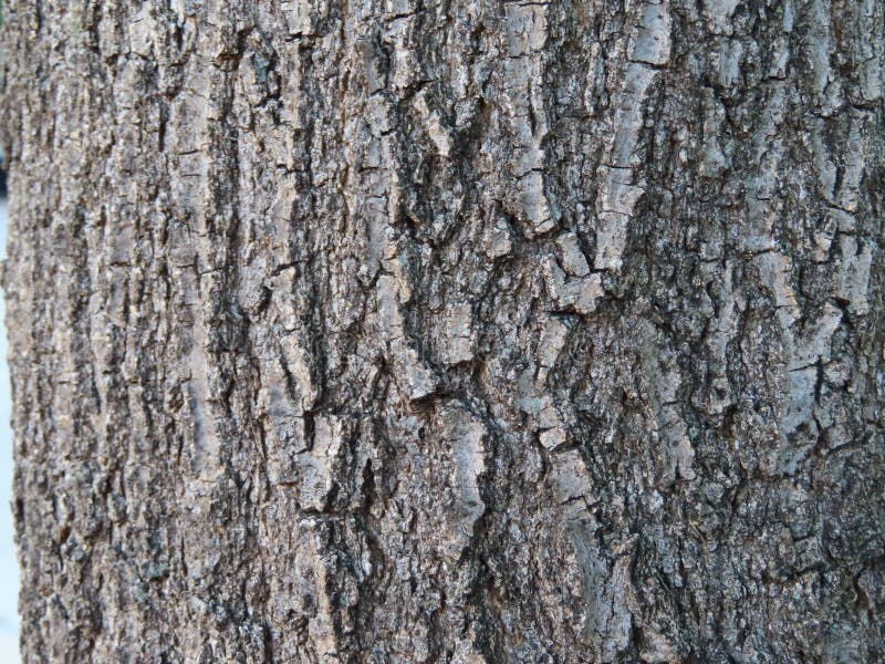 Oak Tree Bark stock photo. Image of textured, climb - 246992396