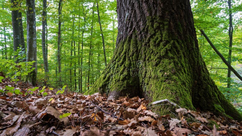 Oak Tree Base with Rough Bark Covered with Moss Stock Photo - Image of ...