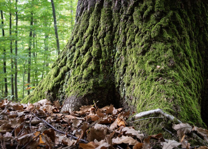 Oak Tree Base Rough Bark Covered Moss Stock Photos - Free & Royalty ...