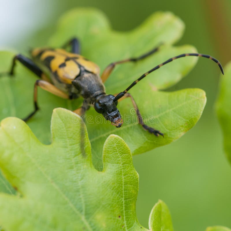 Oak Tree Beetle stock image. Image of tree, insect, green - 27784933