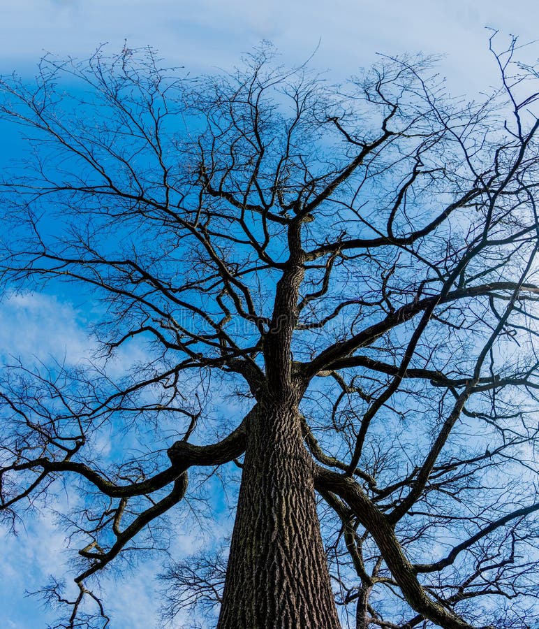 Oak tree from below stock image. Image of lady, adolescent - 178714623