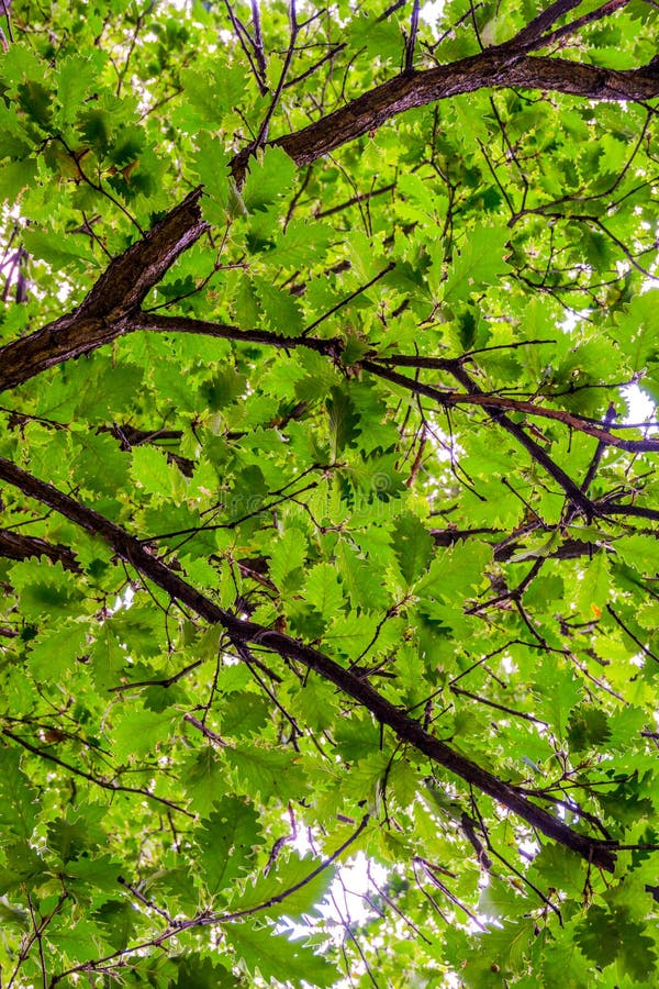 Oak tree from below stock photo. Image of brown, fresh - 117876668