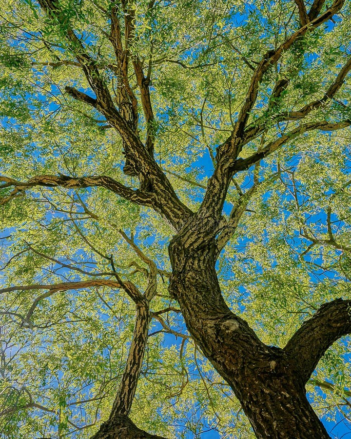 Oak Tree stock photo. Image of summer, bark, view, leaf - 72775520