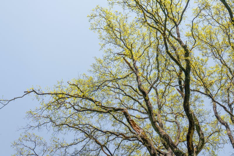 Oak Tree from Below in the Spring Time. Stock Photo - Image of natural ...