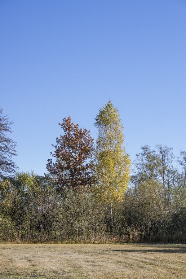 Oak Tree and Birch Tree in Autumn Colors Stock Photo - Image of autumn ...