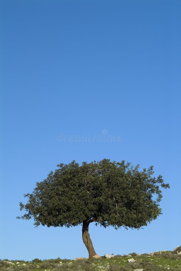 Oak tree and blue sky_2 stock photo. Image of tree, green - 3068452