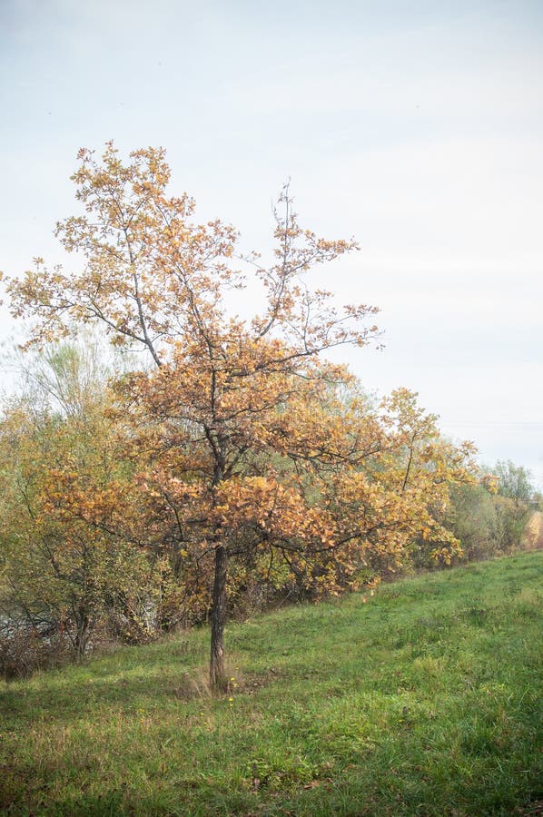 Oak Tree in Border River with Autumnal Leaves Stock Photo - Image of ...