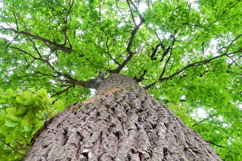 Oak Tree Bottom View Stem Branches Bark Natural Nature Leaves Stock ...
