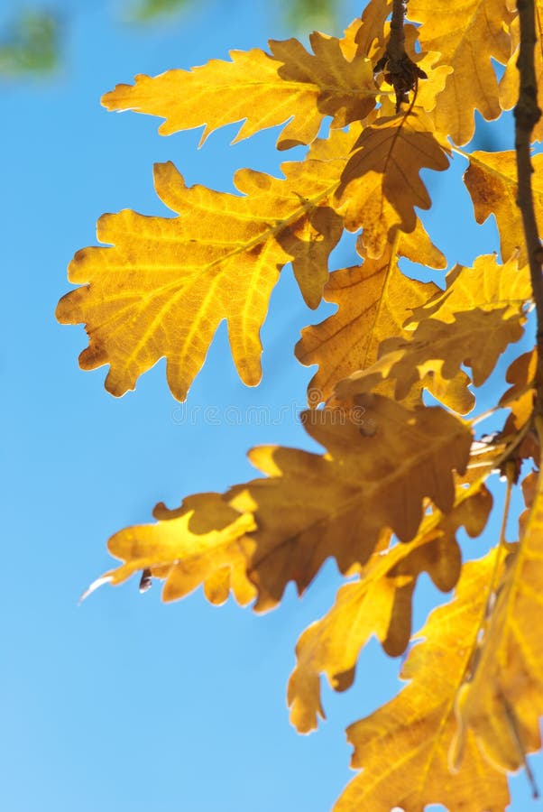 Oak tree branch stock photo. Image of season, tree, nature - 27706438