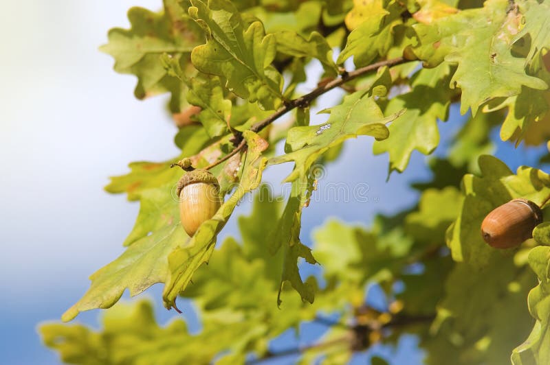Oak Tree Branch with Acorns Stock Image - Image of blue, color: 11544061