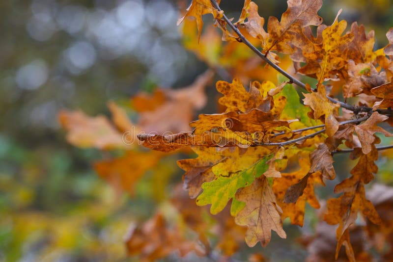 Oak Tree Branch with Autumn Leaves Stock Photo - Image of fallen ...