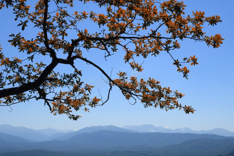 Branch of Autumn Maple Leaves Stock Image - Image of branch, harmony ...